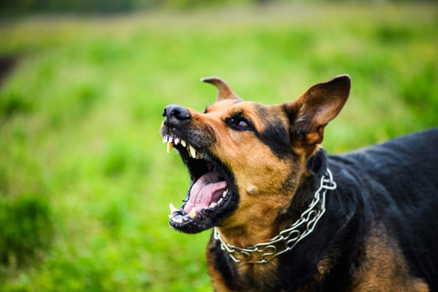 What Legally Defines a “Dangerous” or “Vicious” Dog? - CEOColumn