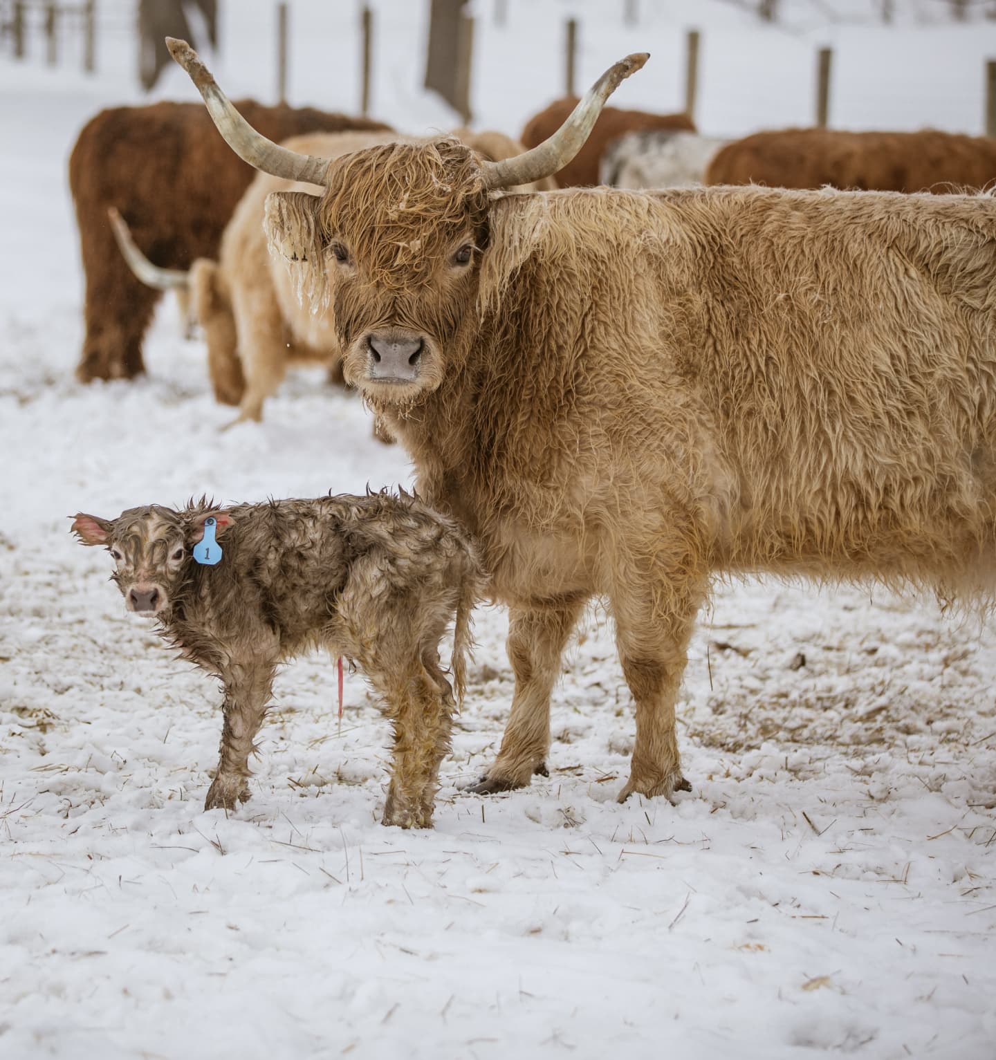 Mini Highland Cow Care Guide for New Owners - CEOColumn