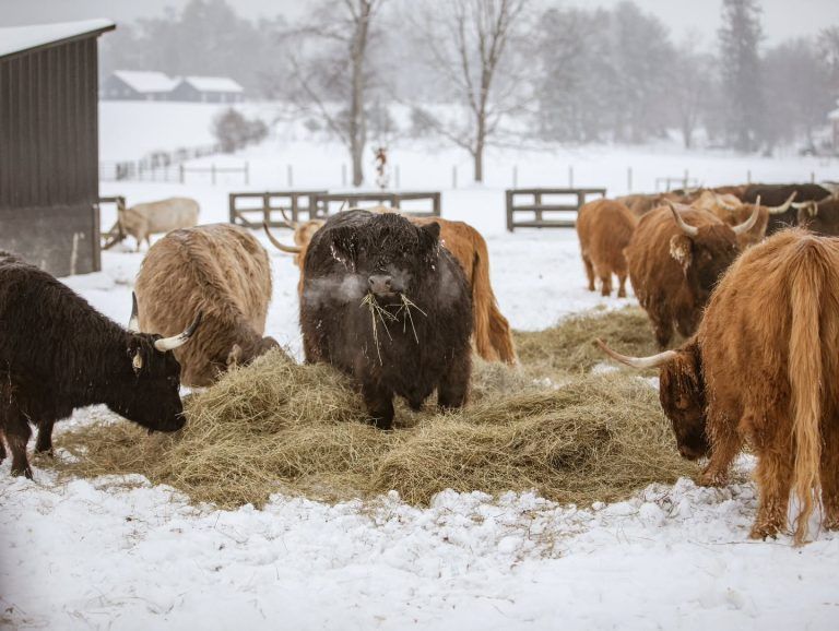 Mini Highland Cow Care Guide for New Owners - CEOColumn